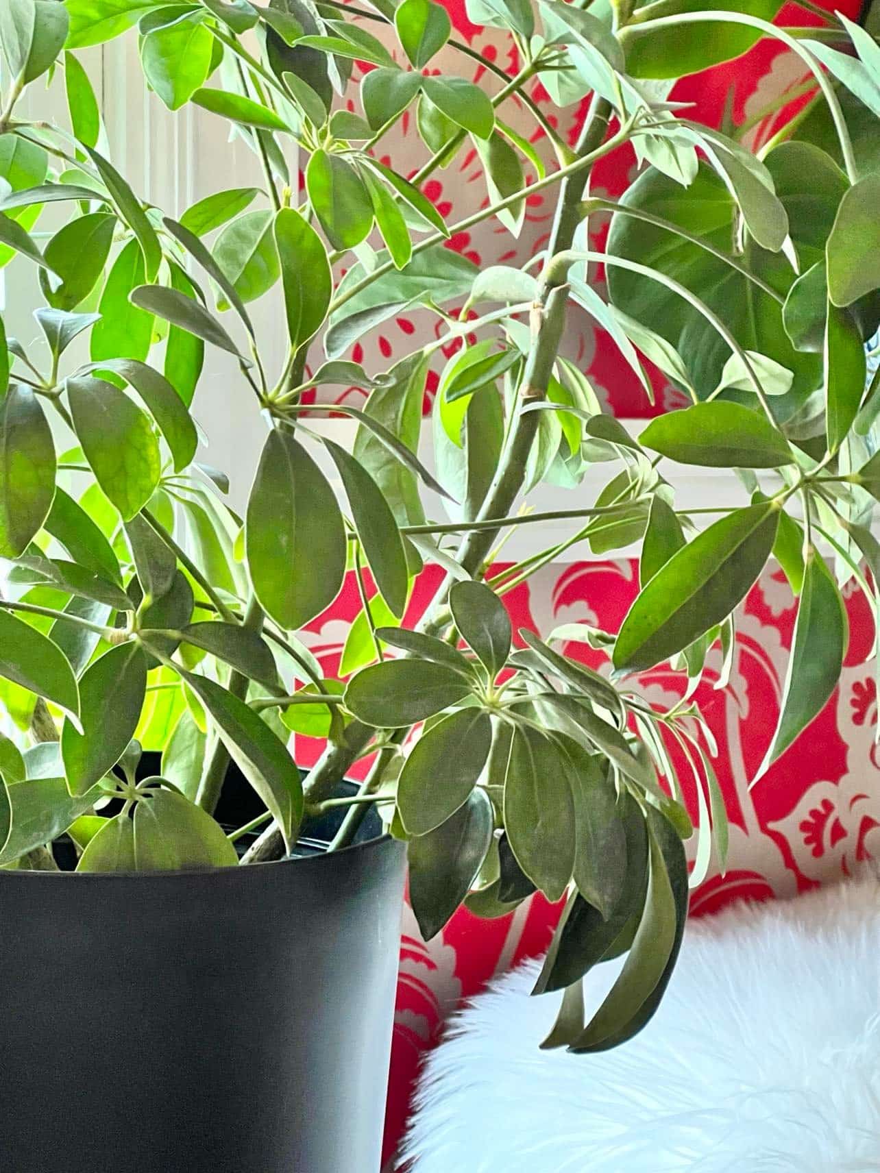 My 5 Favorite Easy Care Indoor Plants That Are Hard to Kill...and One ...
