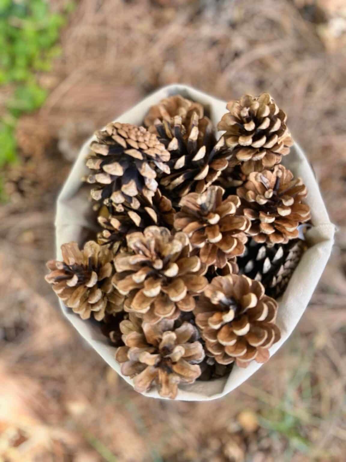 How to Bleach Pinecones - Sonata Home Design