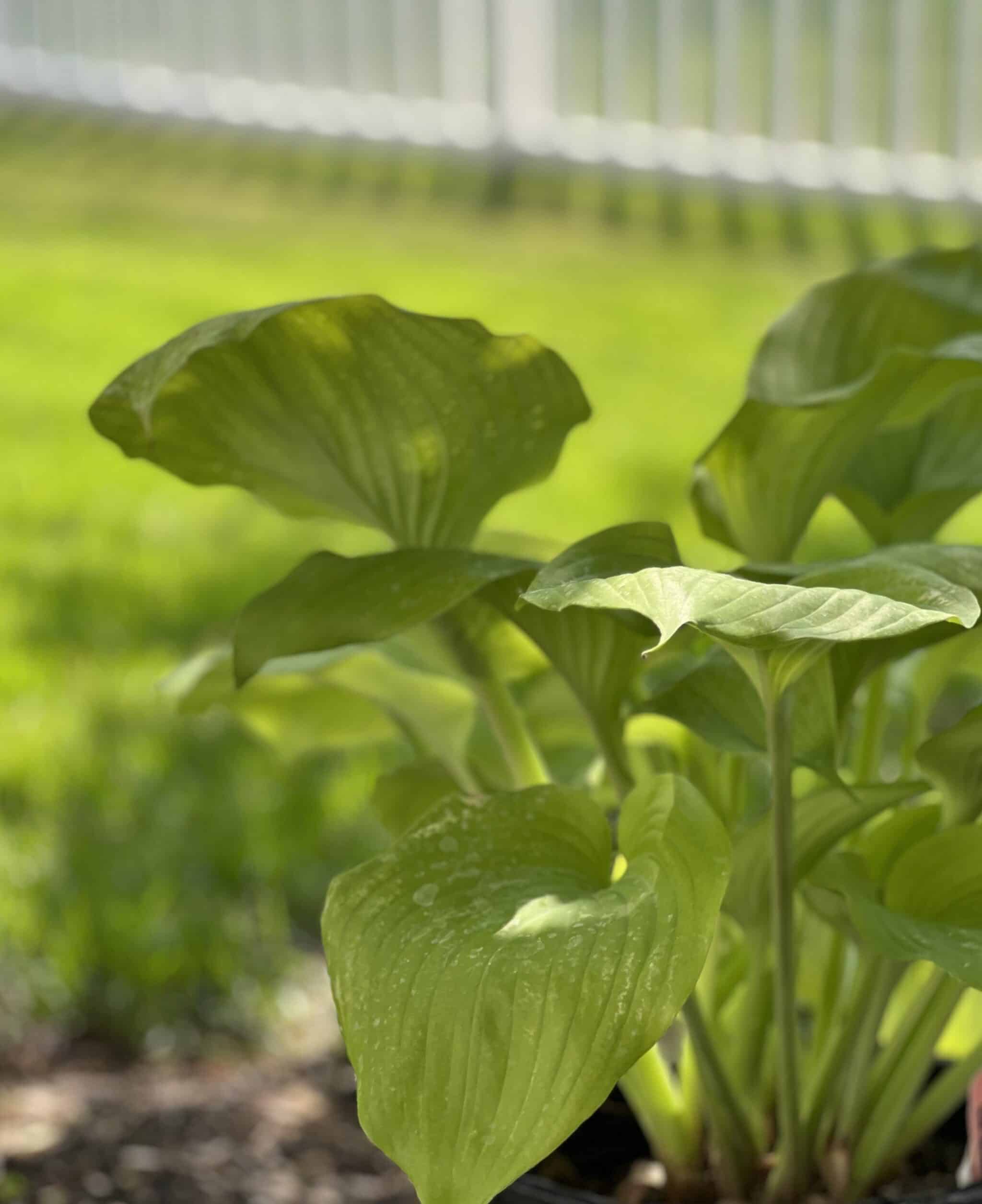 How to Care for Your Hosta Plants in the Fall - Sonata Home Design