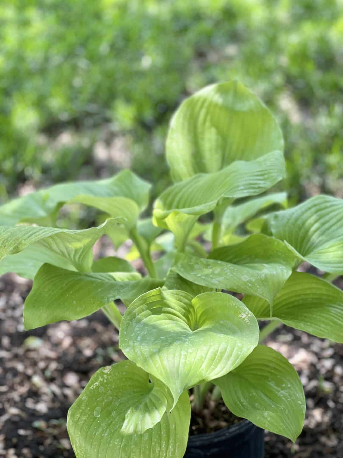 How to Care for Your Hosta Plants in the Fall - Sonata Home Design