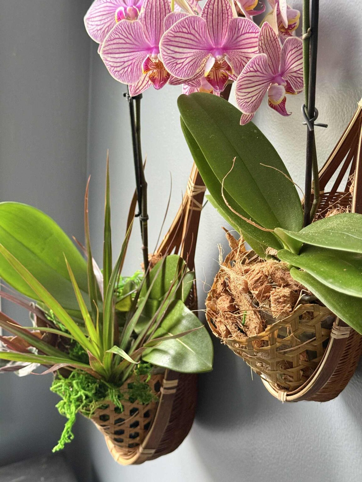 Simple and Easy Orchid Planter Ideas for Your Home - Sonata Home Design