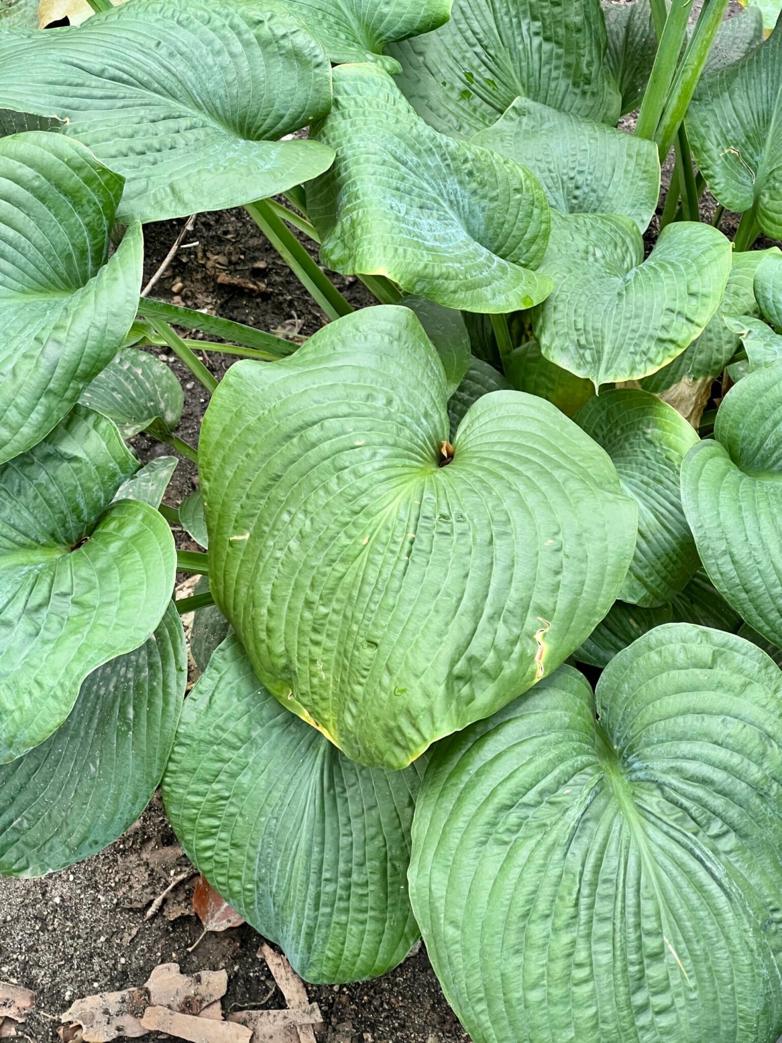 How to Care for Your Hosta Plants in the Fall - Sonata Home Design