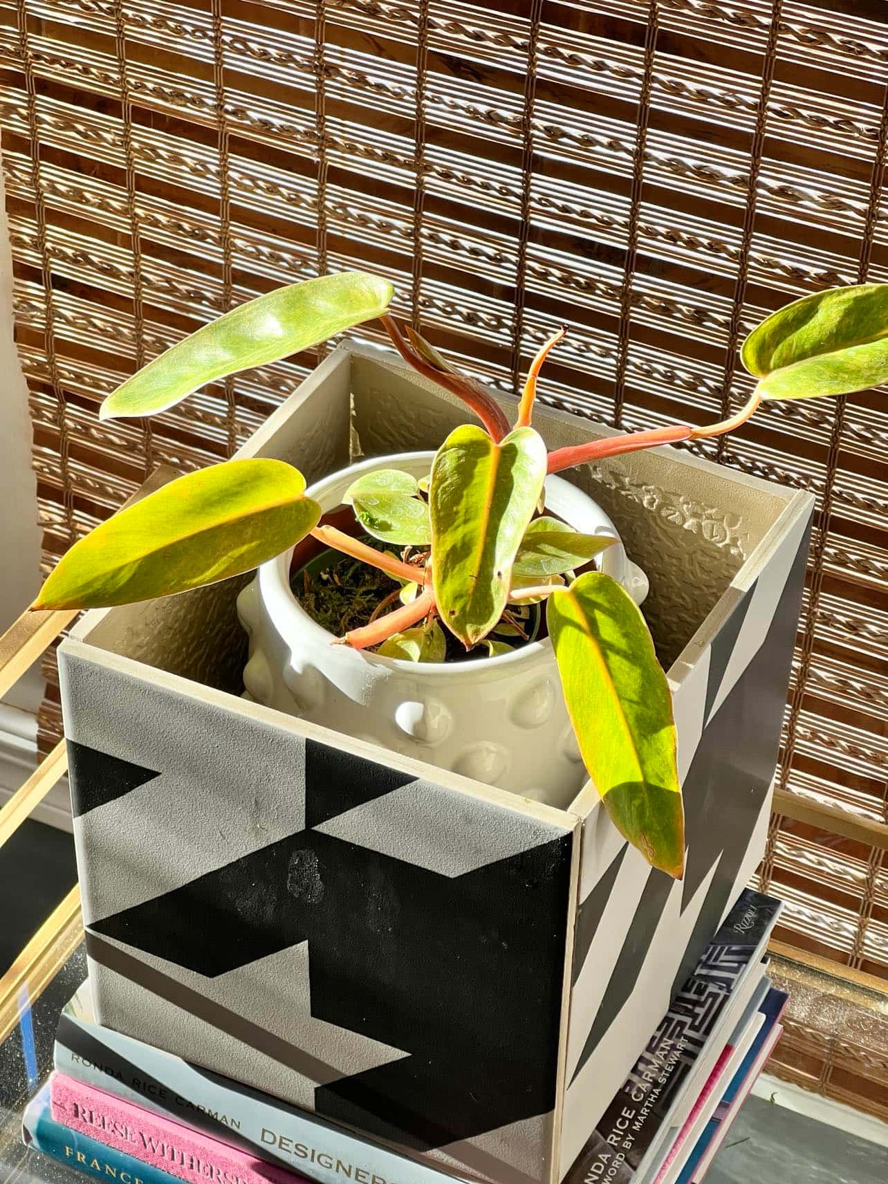 Painted Lady Plant Care: A Complete How-To Guide - Sonata Home Design