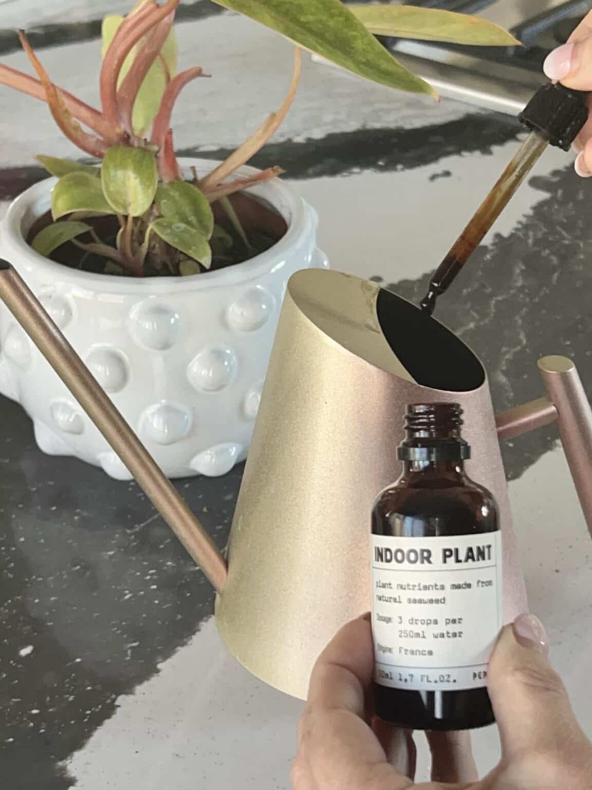 Painted Lady Plant Care: A Complete How-To Guide - Sonata Home Design