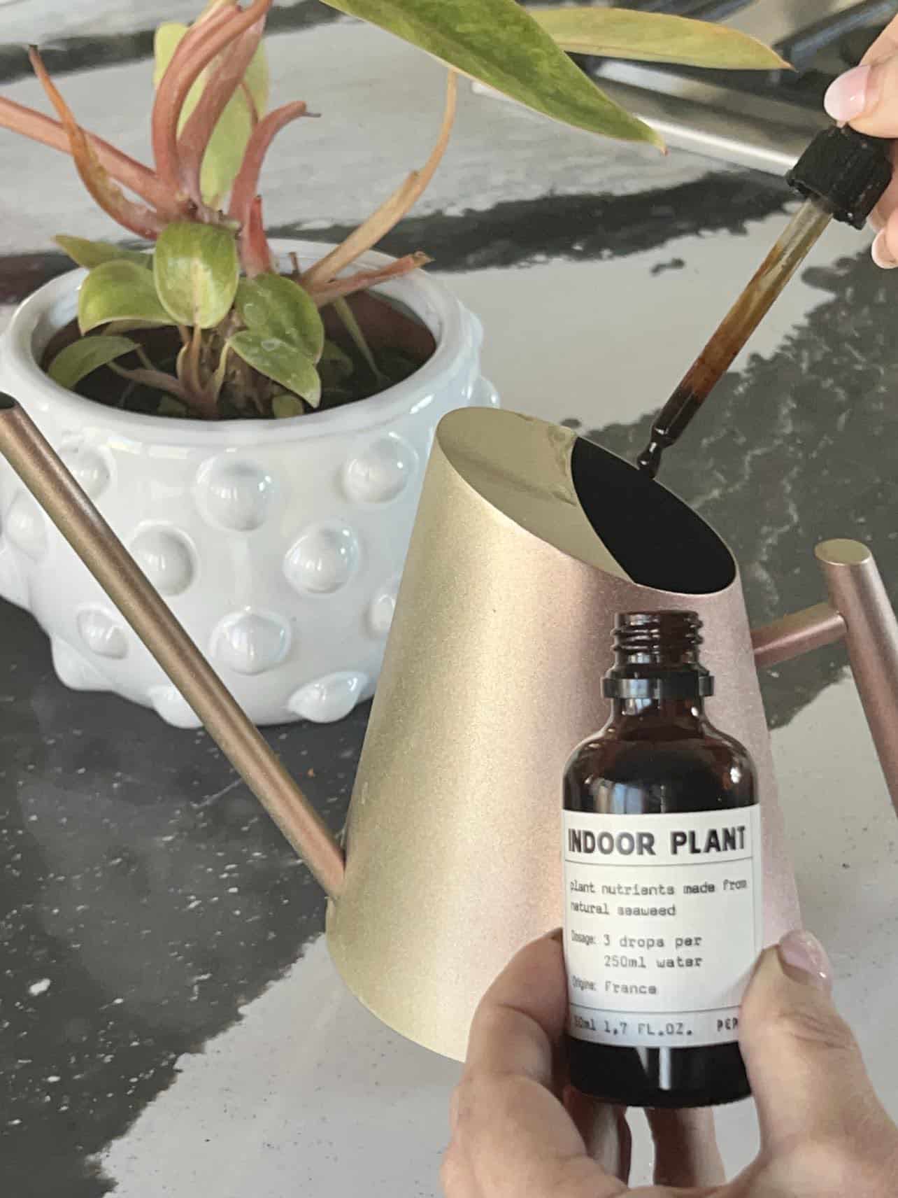 Painted Lady Plant Care: A Complete How-To Guide - Sonata Home Design