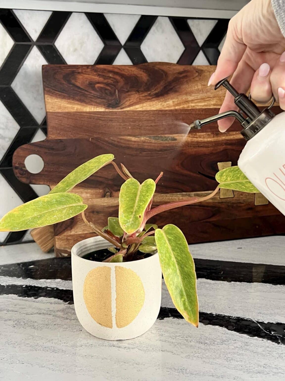 Painted Lady Plant Care: A Complete How-To Guide - Sonata Home Design