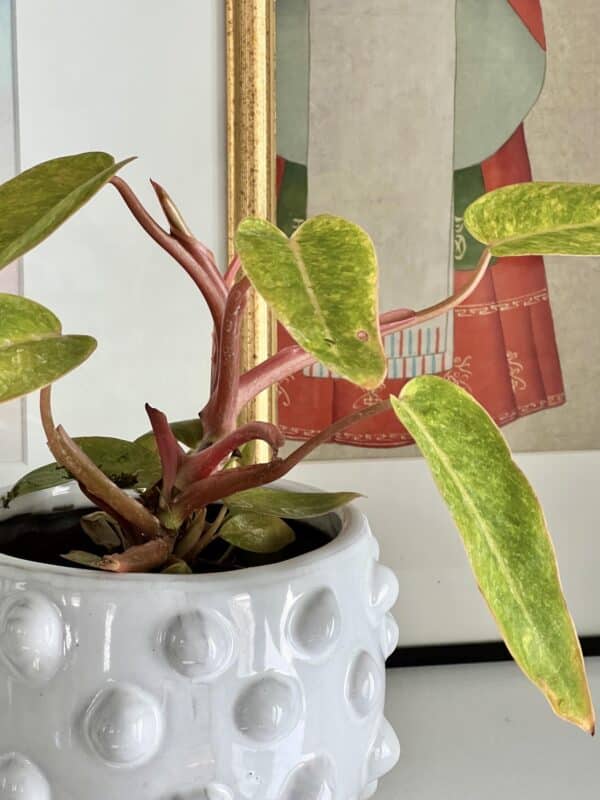 Painted Lady Plant Care: A Complete How-To Guide - Sonata Home Design