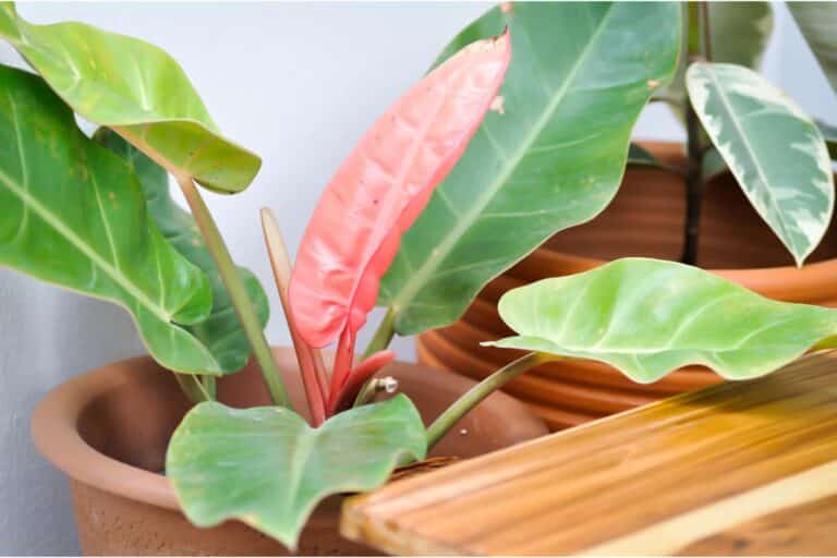 Painted Lady Plant Care: A Complete How-To Guide - Sonata Home Design