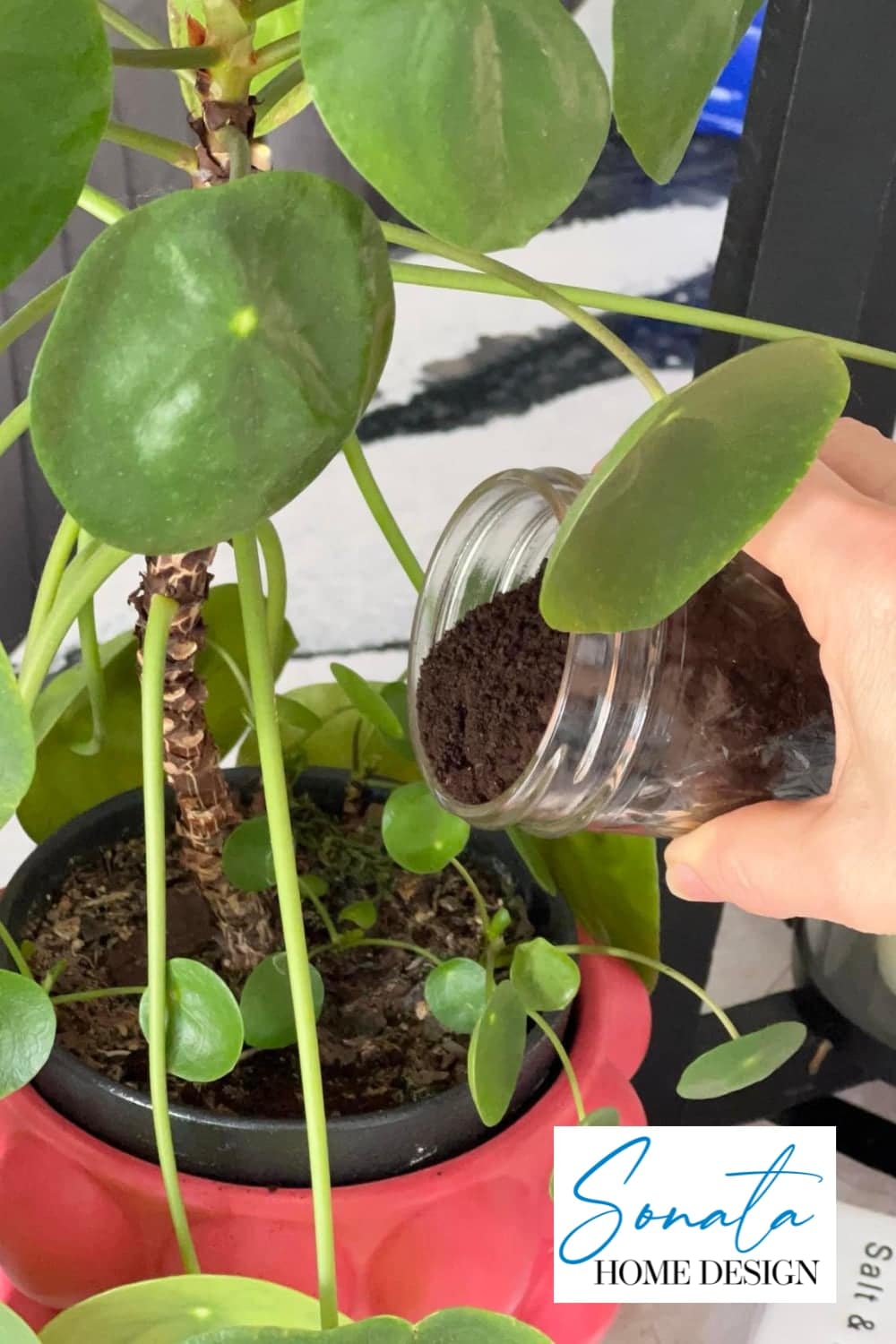 How to Dry Coffee Grounds + Best Uses for Home and Garden - Sonata Home ...