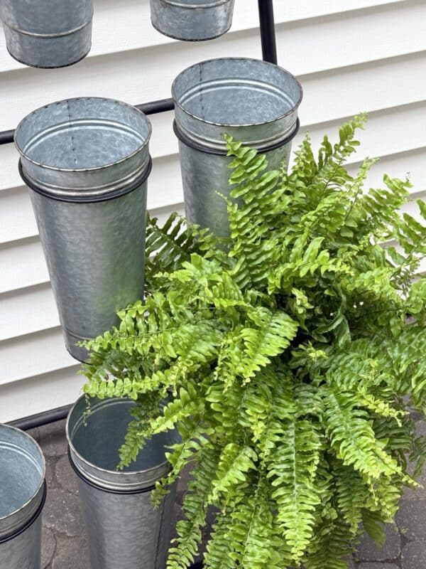 French Flower Bucket Ideas That Radiate Patio Charm - Sonata Home Design